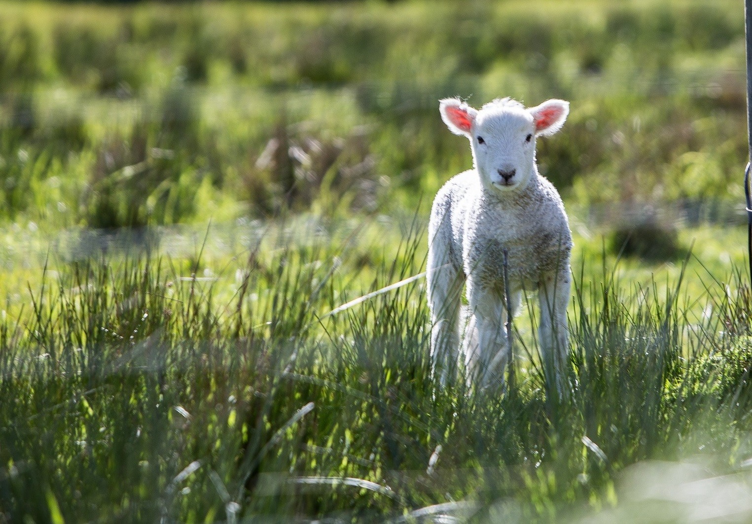 Making Upset Plots with R Package UpSetR Helps Visualize Patterns of ...